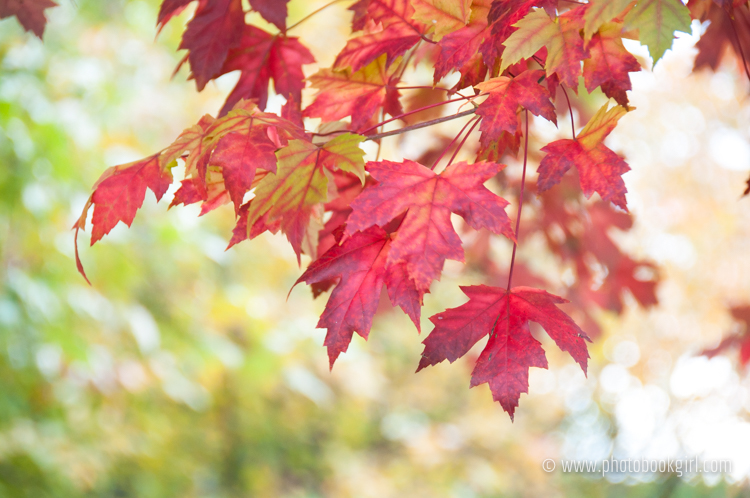 Happy First Day of Autumn! Photographing Fall Colors