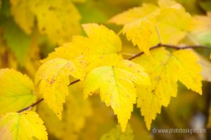 Happy First Day of Autumn! Photographing Fall Colors