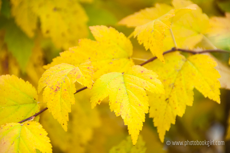 Happy First Day of Autumn! Photographing Fall Colors