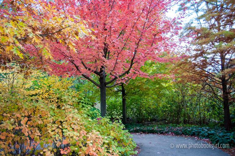 Happy First Day of Autumn! Photographing Fall Colors